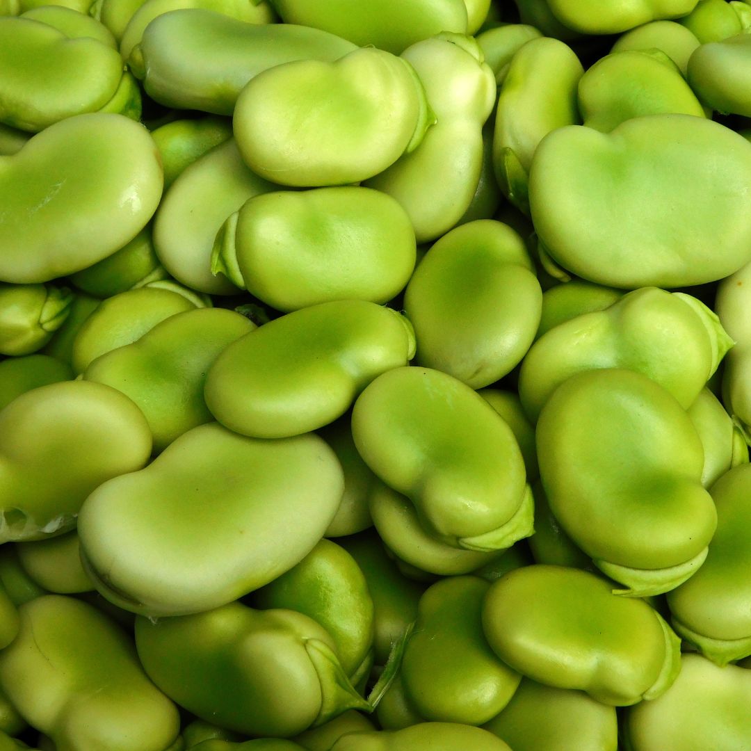 Haba fresca / Fava Bean - ESPI-FRESH Distributor INC